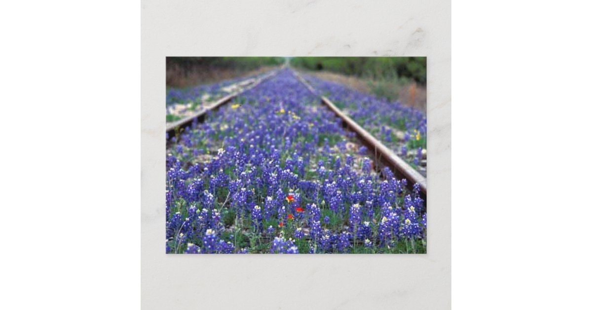 Bluebonnet Railroad Postcard | Zazzle