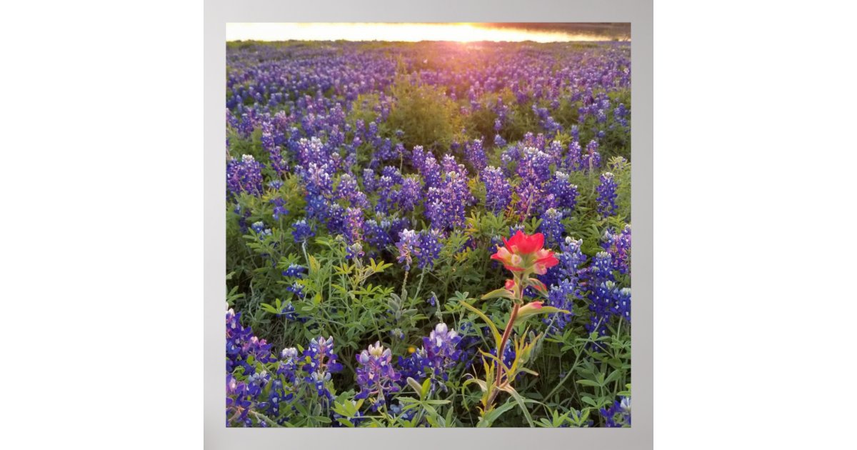 Bluebonnet Sunset Poster | Zazzle