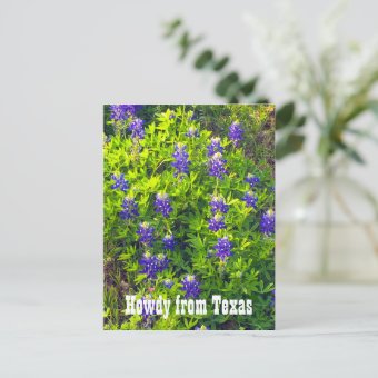 Bluebonnets Howdy from Texas Wildflowers Photo Postcard | Zazzle