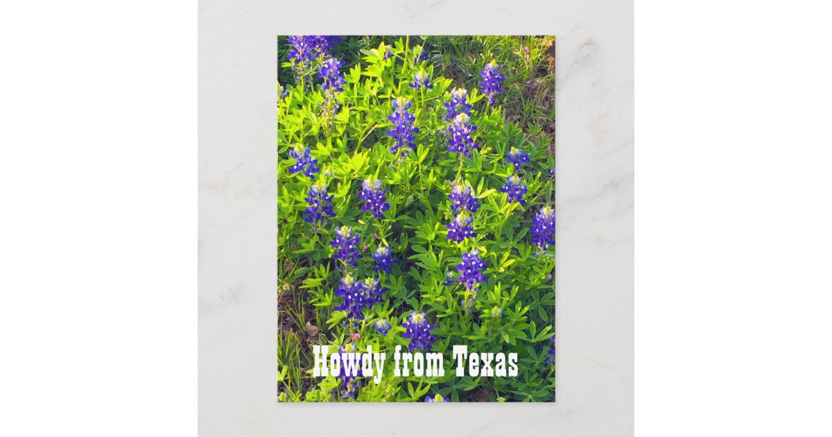 Bluebonnets Howdy from Texas Wildflowers Photo Postcard | Zazzle