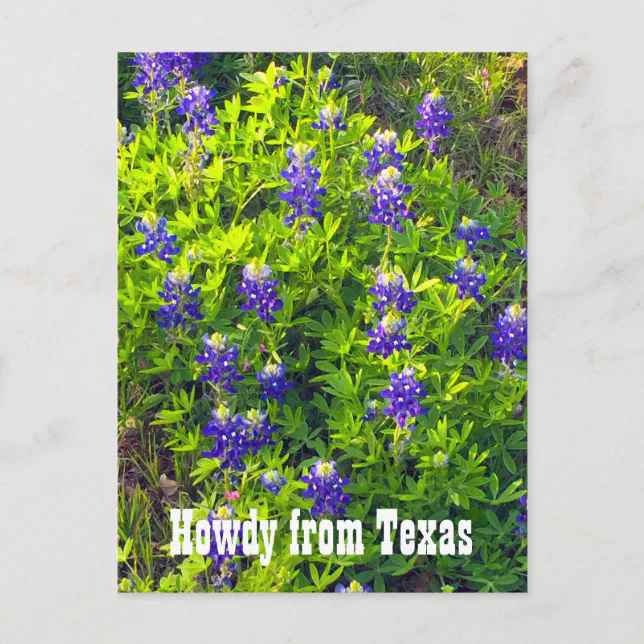 Bluebonnets Howdy from Texas Wildflowers Photo Postcard | Zazzle