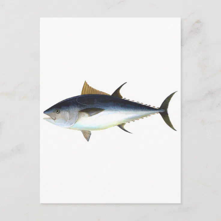 Bluefin Tuna illustration Postcard | Zazzle