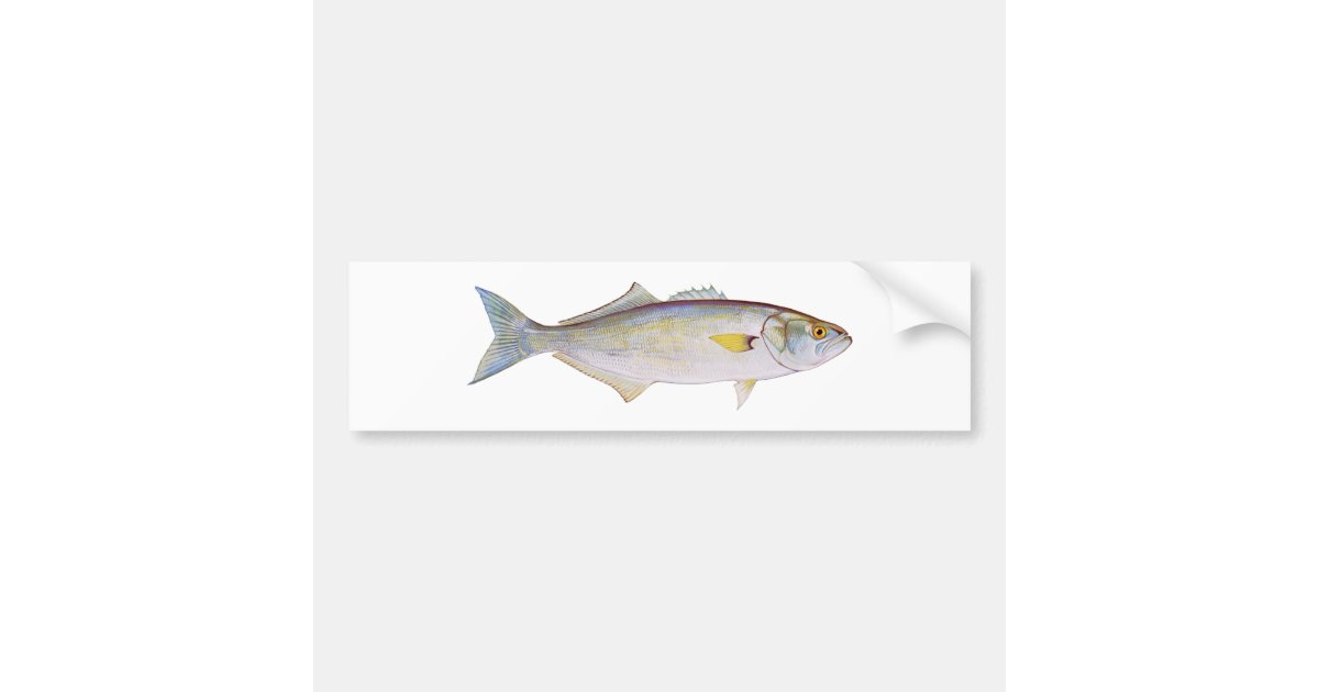 Bluefish Bumper Sticker | Zazzle