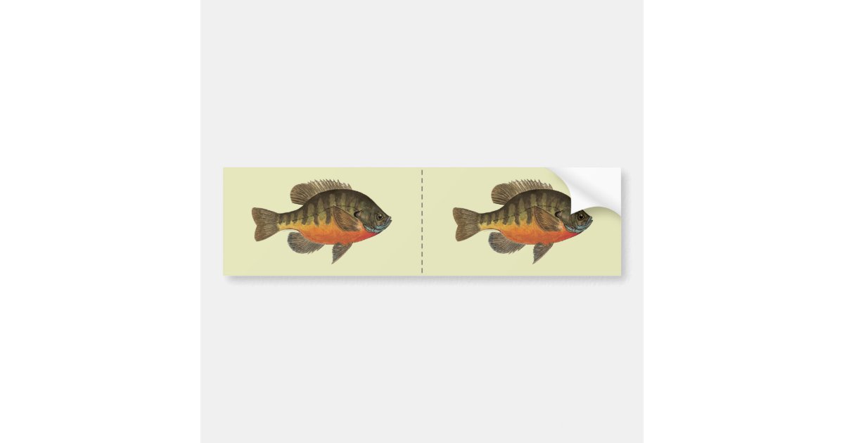 Bluegill Bream Bumper Sticker | Zazzle