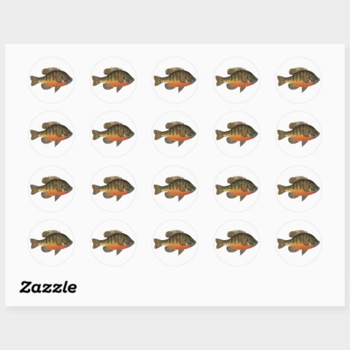 Bluegill Bream Classic Round Sticker | Zazzle