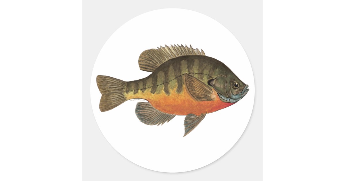 Bluegill Bream Classic Round Sticker | Zazzle