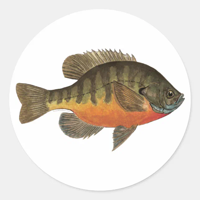 Bluegill Bream Classic Round Sticker | Zazzle