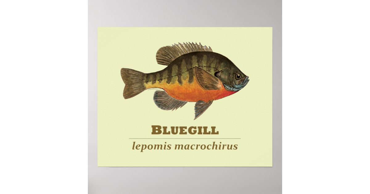 Bluegill Bream Fishing Poster | Zazzle