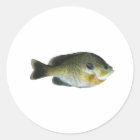Female Bluegill - Bream - Sunfish Classic Round Sticker | Zazzle.com