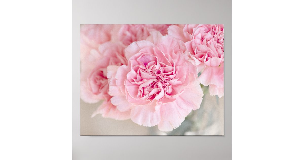 Blush Pink Carnations Poster | Zazzle