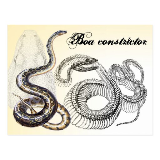 Boa Constrictor and its Skeleton Postcard | Zazzle