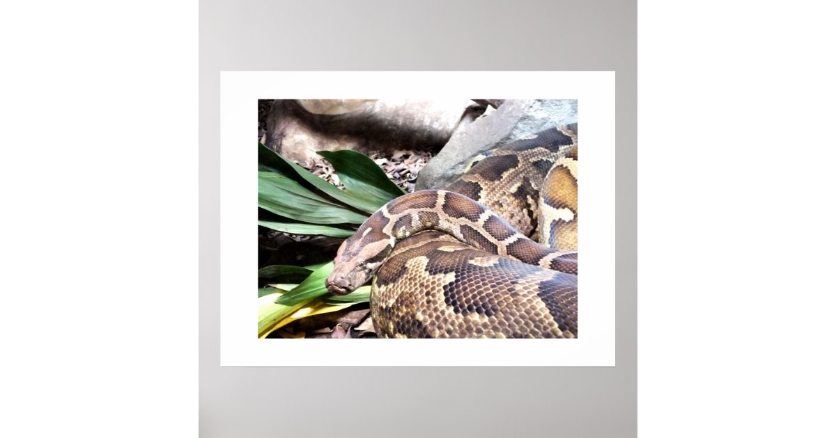 Boa constrictor poster | Zazzle
