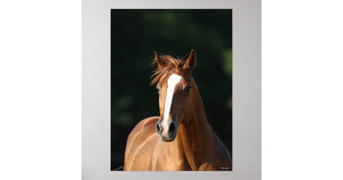Bob Langrish | Chestnut Quarter Horse Headshot Poster | Zazzle