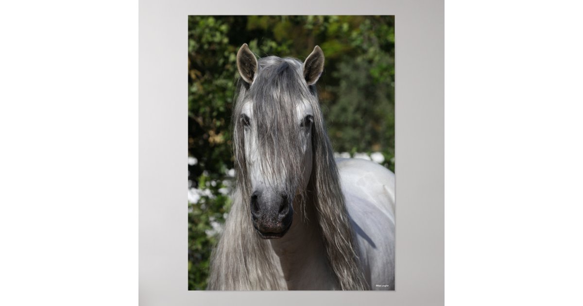 Bob Langrish | Gray Andalucian Stallion headshot Poster | Zazzle
