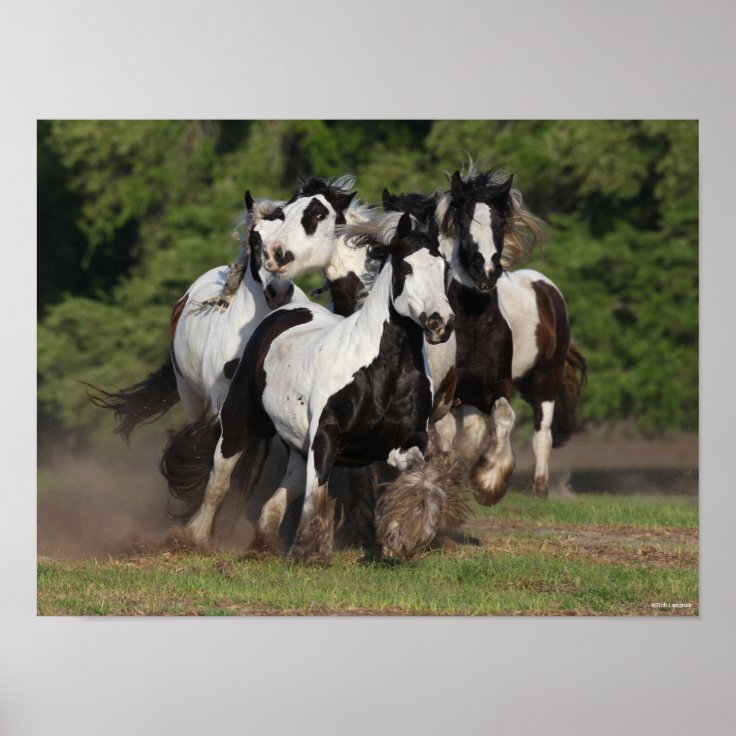 Bob Langrish | Herd Of Gypsy Vanner Horses Running Poster | Zazzle