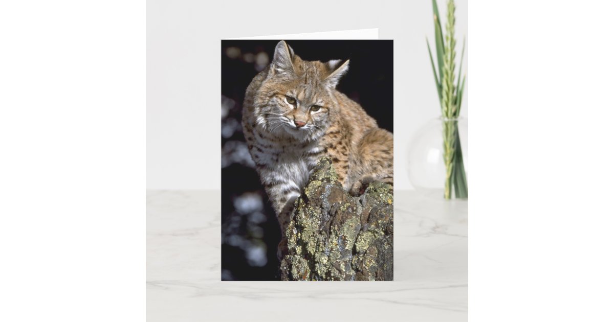 Bobcat Card | Zazzle