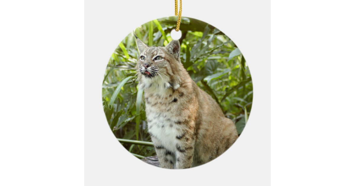 Bobcat Christmas Ornament | Zazzle