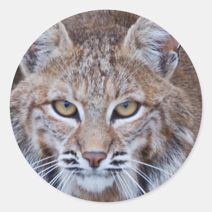 Bobcat Face Classic Round Sticker | Zazzle