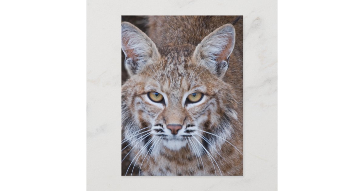 Bobcat Face Postcard | Zazzle