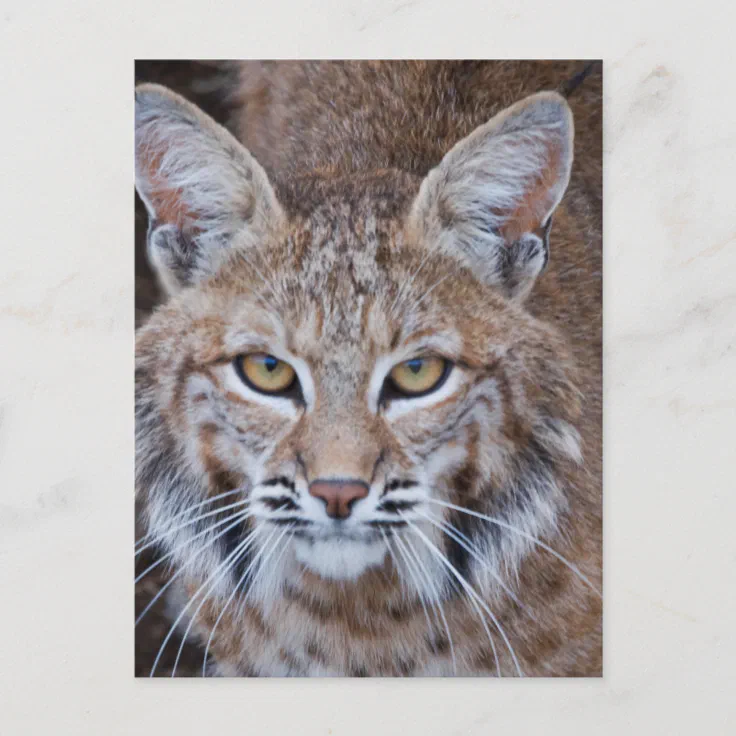 Bobcat Face Postcard | Zazzle