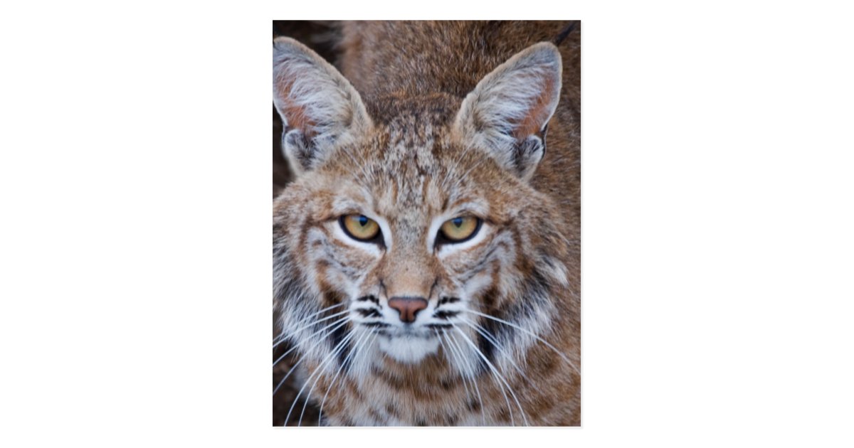 Bobcat Face Postcard | Zazzle.com