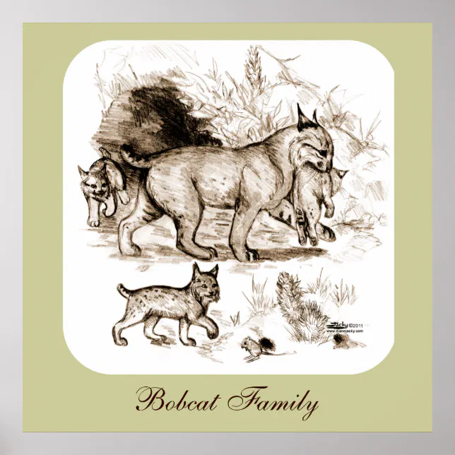 Bobcat Family Poster | Zazzle