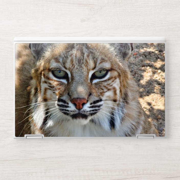 Bobcat HP Laptop Skin | Zazzle.com