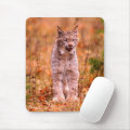 Bobcat Hunting | Autumn Forest Mouse Pad | Zazzle