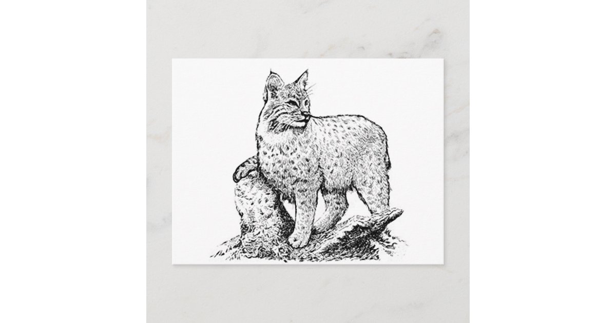 Bobcat Line Art Postcard | Zazzle