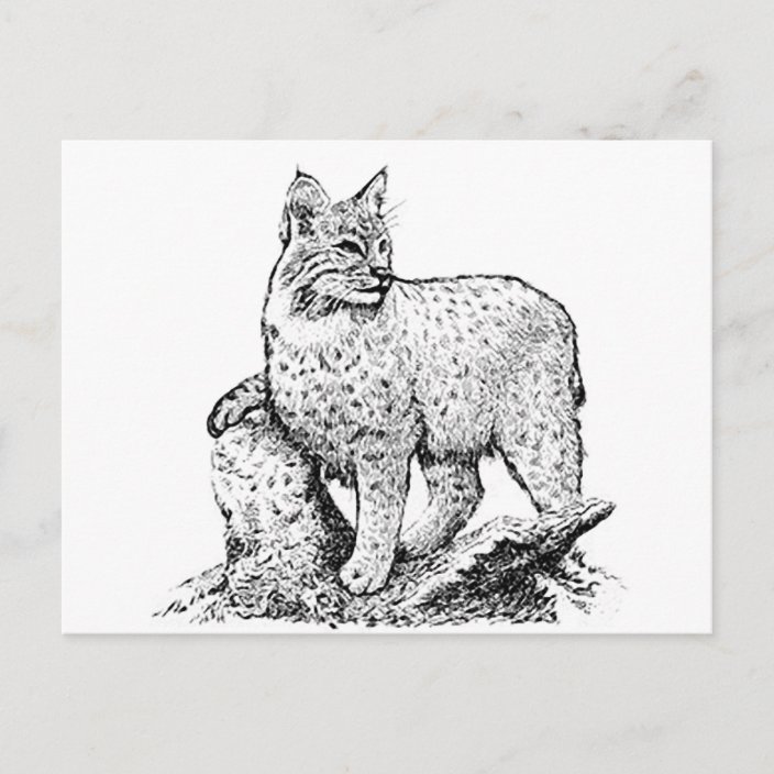 Bobcat Line Art Postcard | Zazzle.com