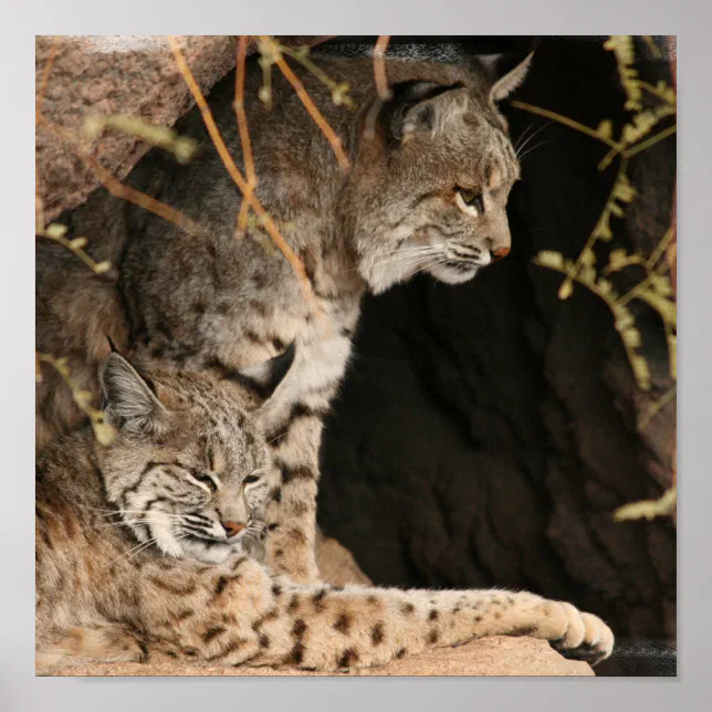 Bobcat Photo Print | Zazzle