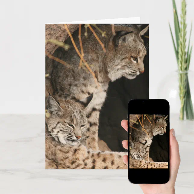 Bobcat Photos Greetign Card | Zazzle