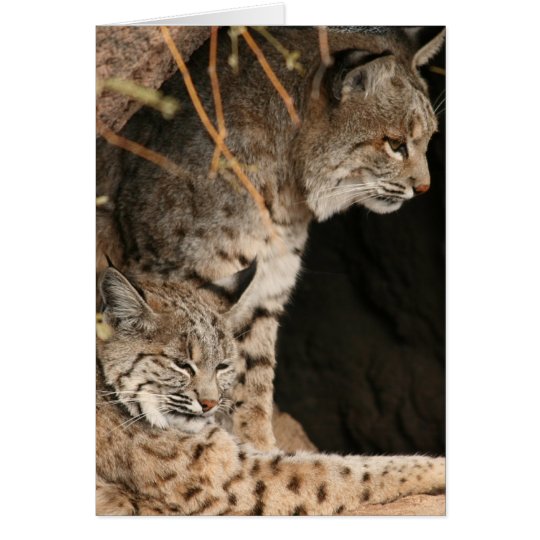 Bobcat Photos Greetign Card | Zazzle.com