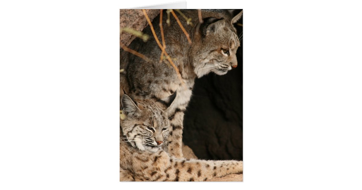 Bobcat Photos Greetign Card | Zazzle.com