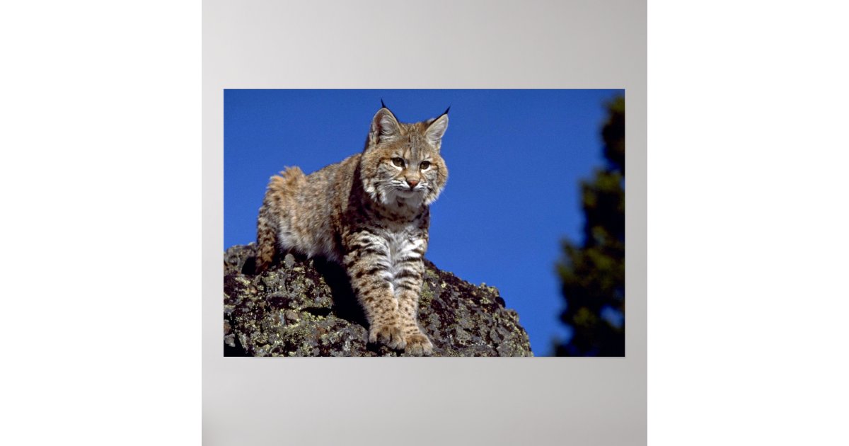 Bobcat skylined poster | Zazzle