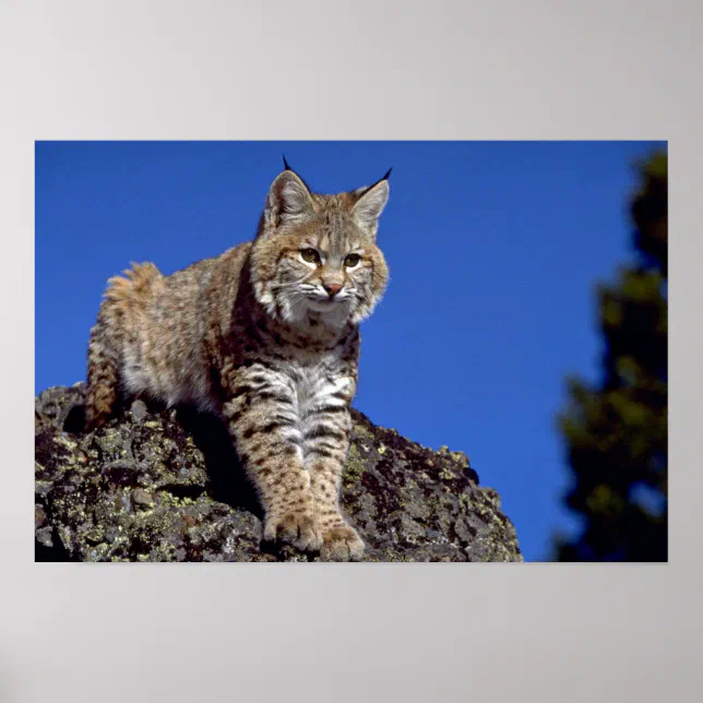 Bobcat skylined poster | Zazzle