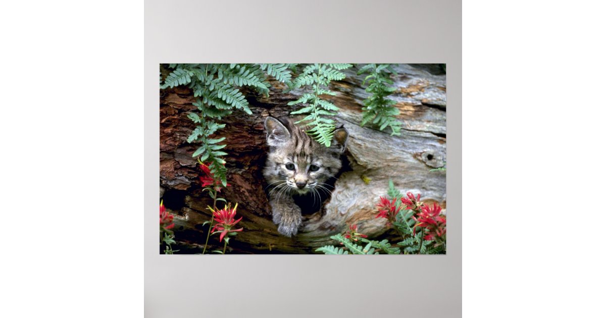 Bobcat-summer-young kitten in hollow log poster | Zazzle