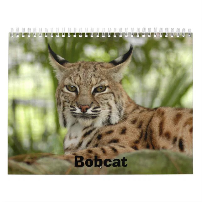 BobcatBCR031, Bobcat Calendar | Zazzle