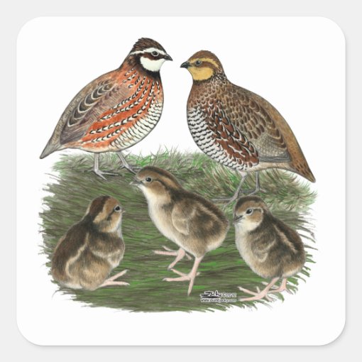 Bobwhite Quail Family Square Sticker | Zazzle