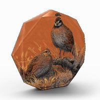 Bobwhite Quail In Missouri