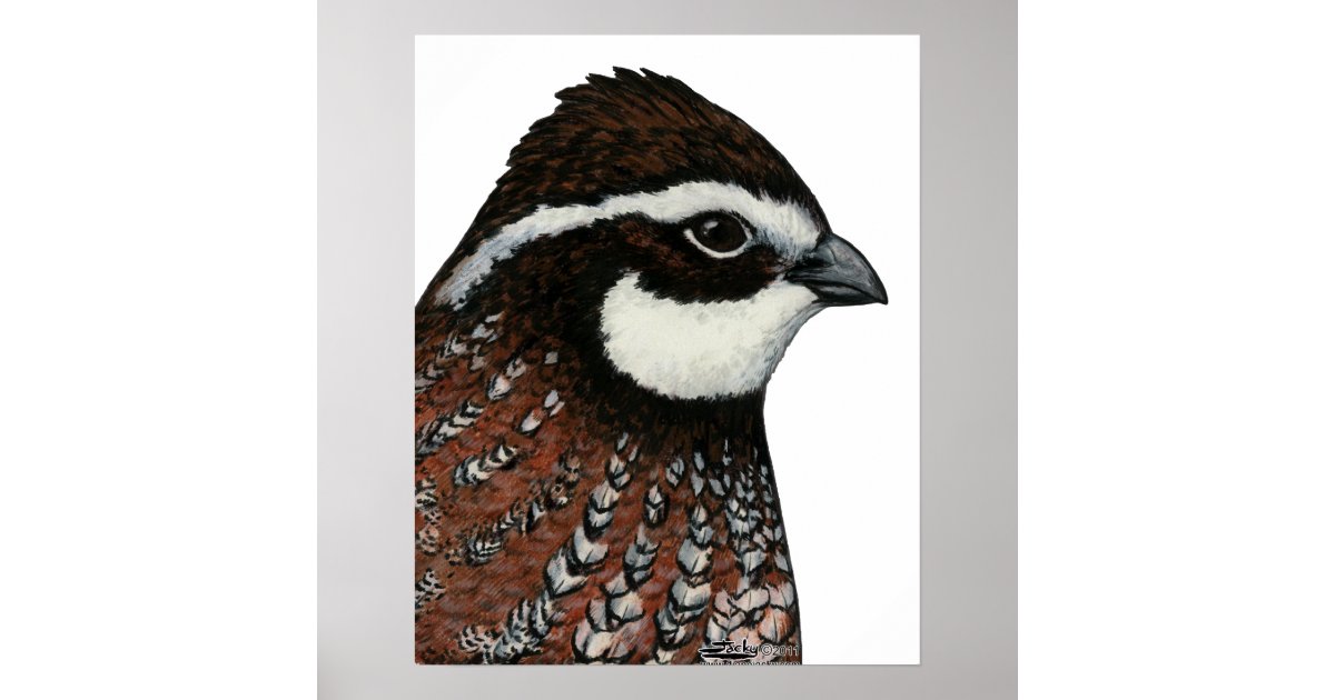 Bobwhite Quail Head Poster | Zazzle