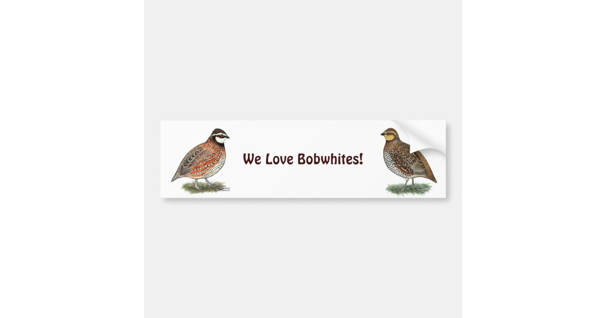 Bobwhite Quail Rooster Bumper Sticker | Zazzle