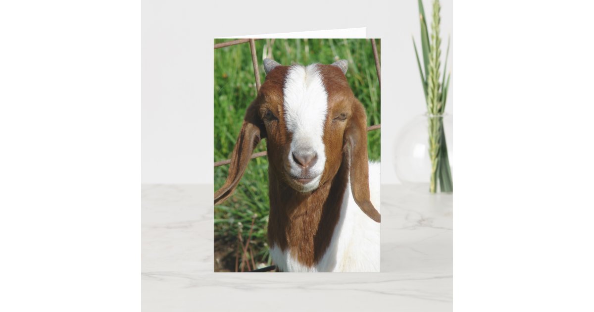 Boer Billy Goat Kid Card | Zazzle
