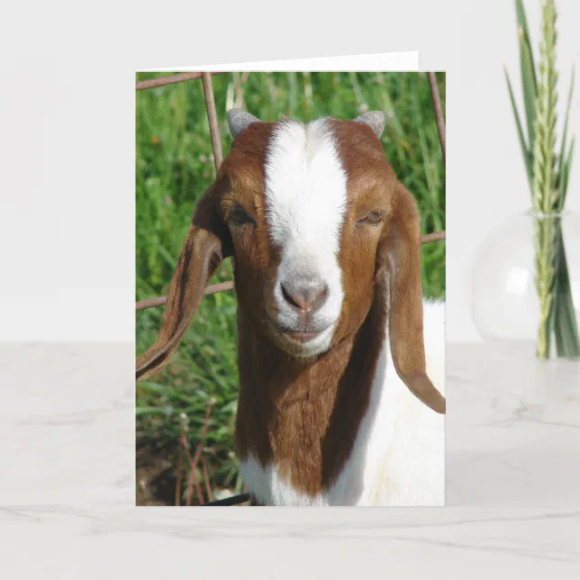 Boer Billy Goat Kid Card | Zazzle