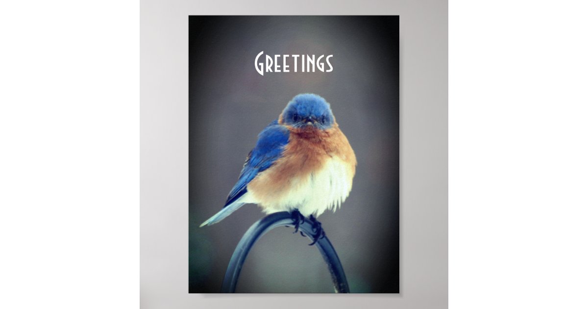 Bold Bluebird Poster | Zazzle