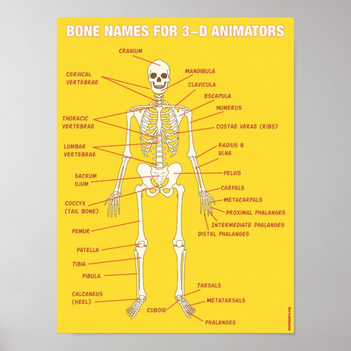 Bone Names for 3-D Animators Poster | Zazzle.com