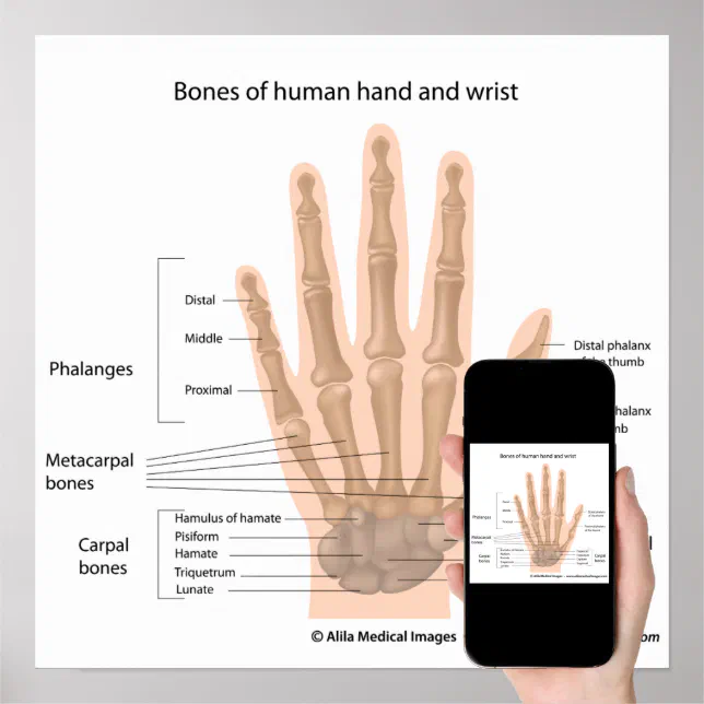 Bones of the hand, labeled diagram. poster | Zazzle