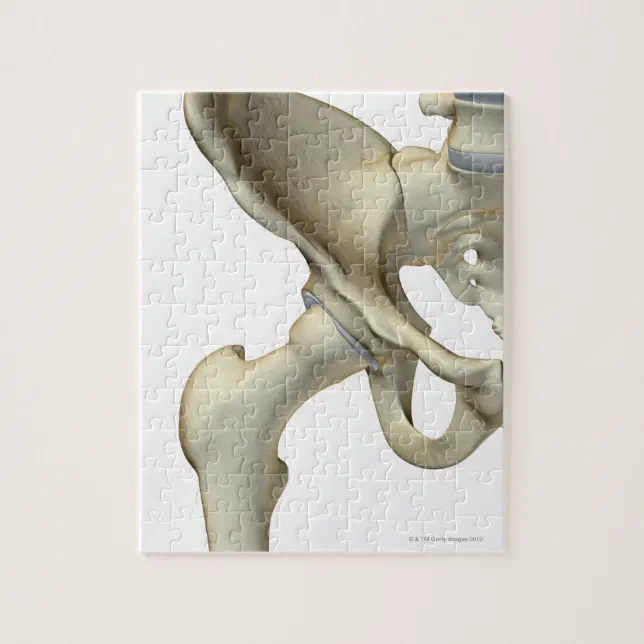 Bones of the Hip 5 Jigsaw Puzzle | Zazzle
