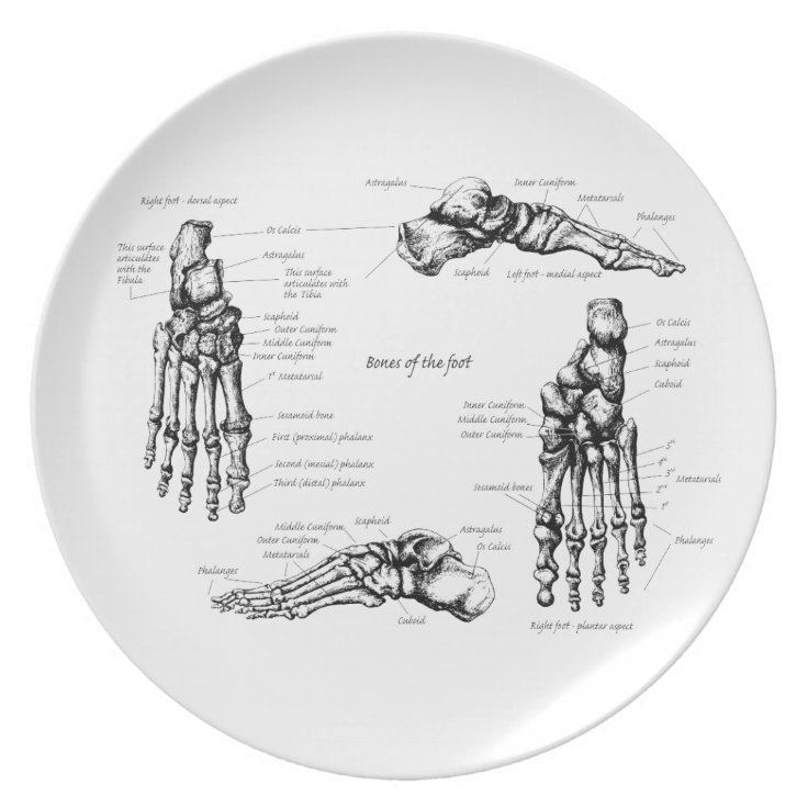 Bones of the Human Foot Dinner Plate | Zazzle