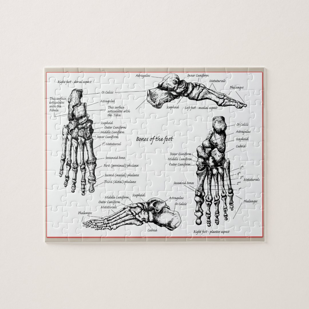 Bones of the Human Foot Jigsaw Puzzle | Zazzle